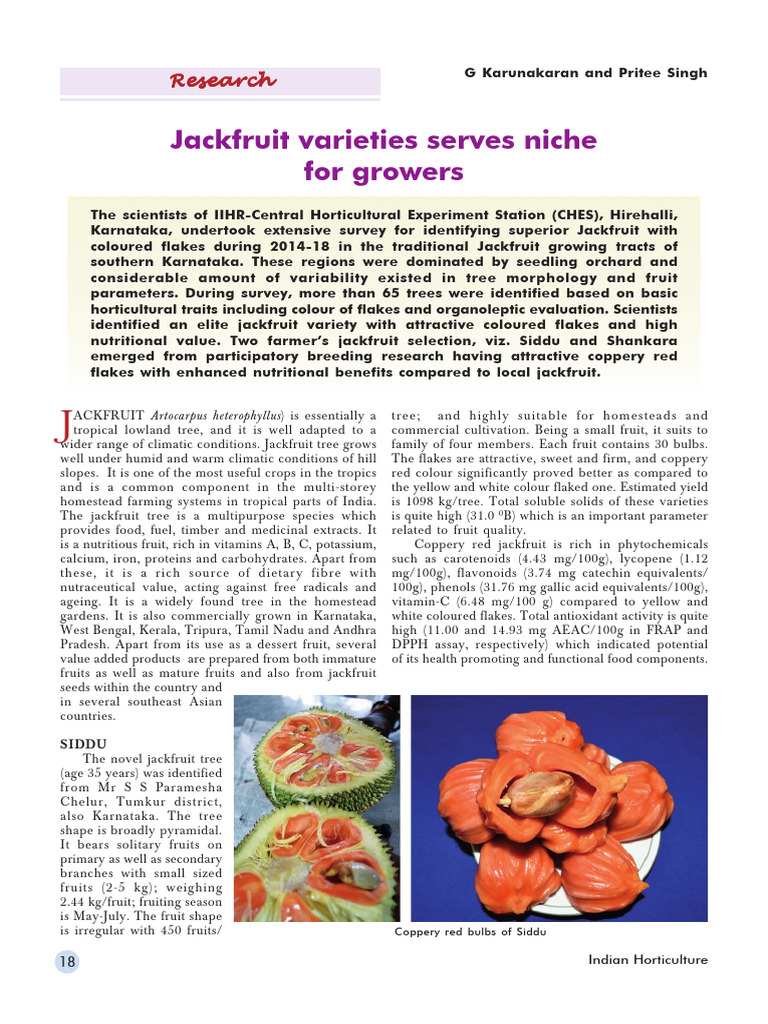 Jackfruit Varieties Serves Niche For Growers | PDF | Trees | Agriculture