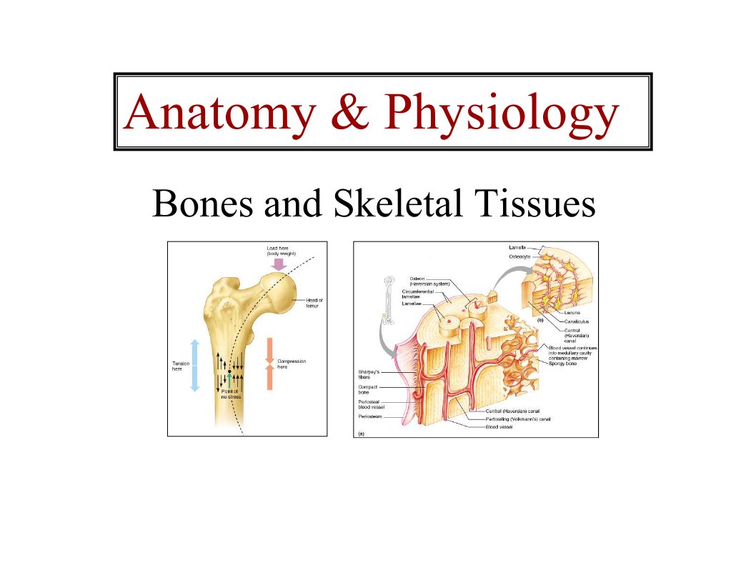 Power Point Presentation SKELETAL SYSTEM | PDF | Bone | Cartilage