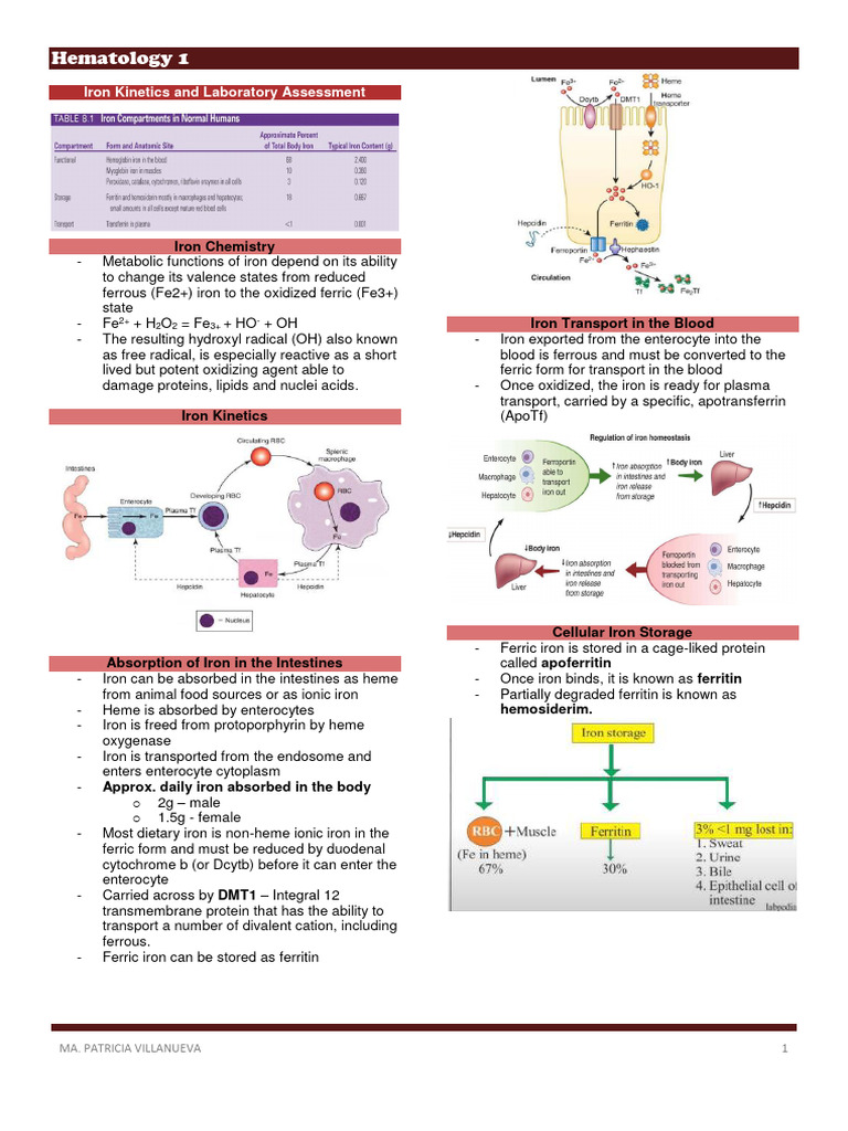 Iron Kinetics | PDF | Iron | Cell Biology