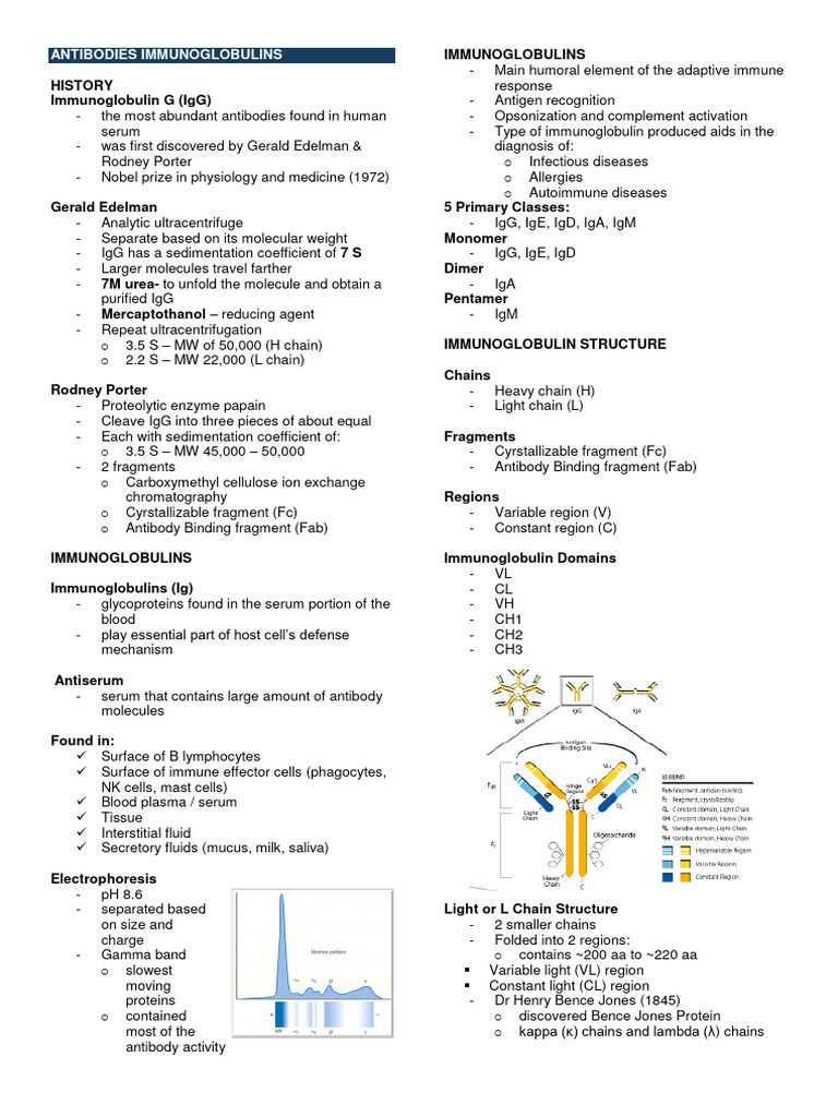Antibodies Immunoglobulins | PDF | Antibody | Immunoglobulin G