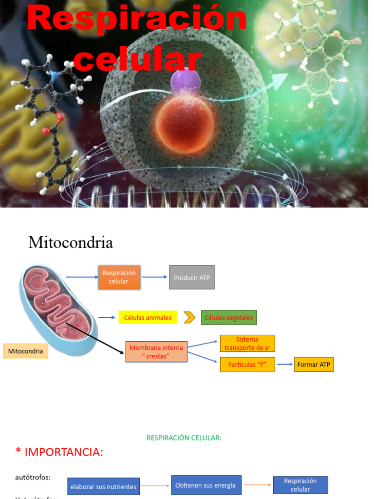 Respiracion Celular | PDF | Respiración celular | Trifosfato de adenosina