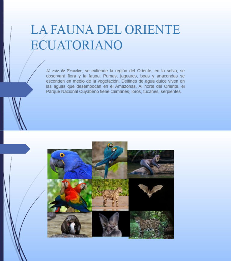 Fauna del Oriente Ecuatoriano | PDF | Tecnología
