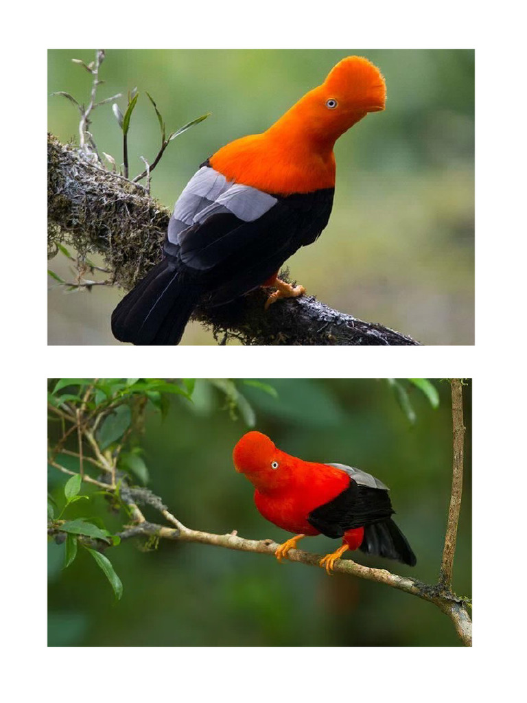 GALLITO DE LAS ROCAS | PDF