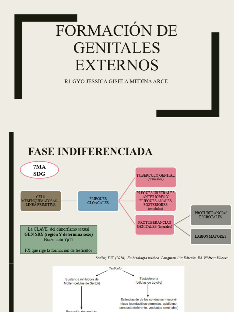 Genitales externos | PDF | Labios | Sistema reproductivo