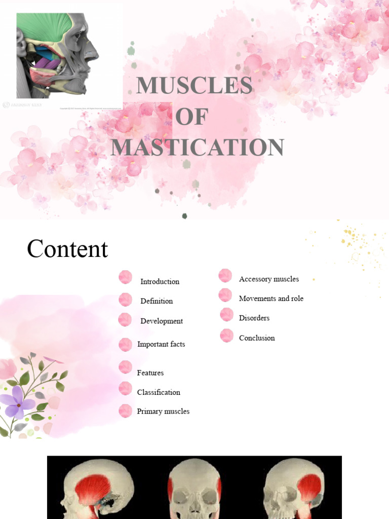 Muscles of Mastication Seminar | PDF | Anatomy | Human Anatomy