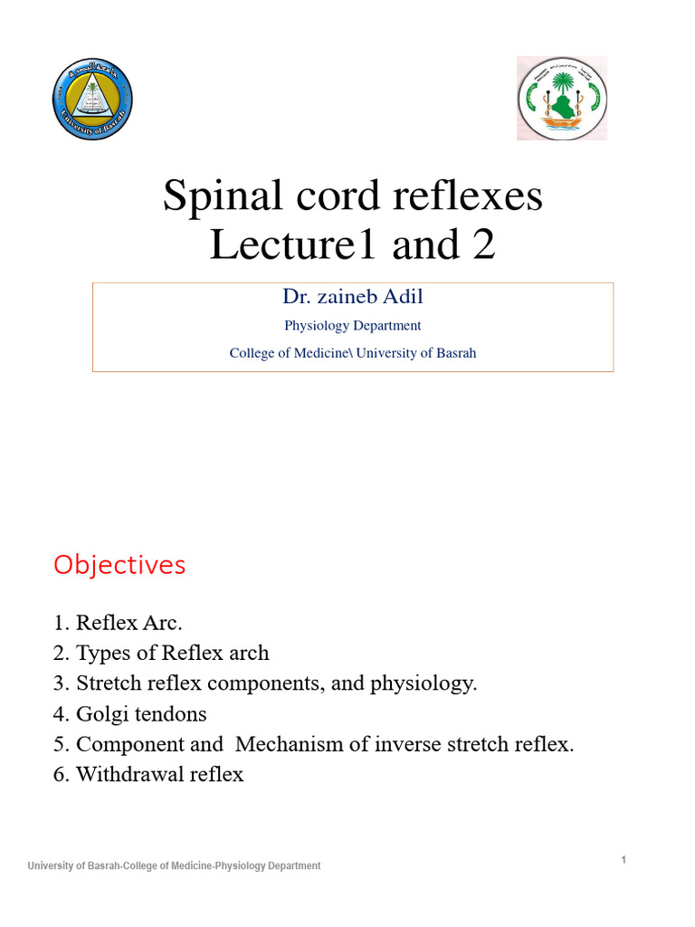 L 1+2 Spinal Cord Reflexes... | PDF | Motor Neuron | Neurophysiology