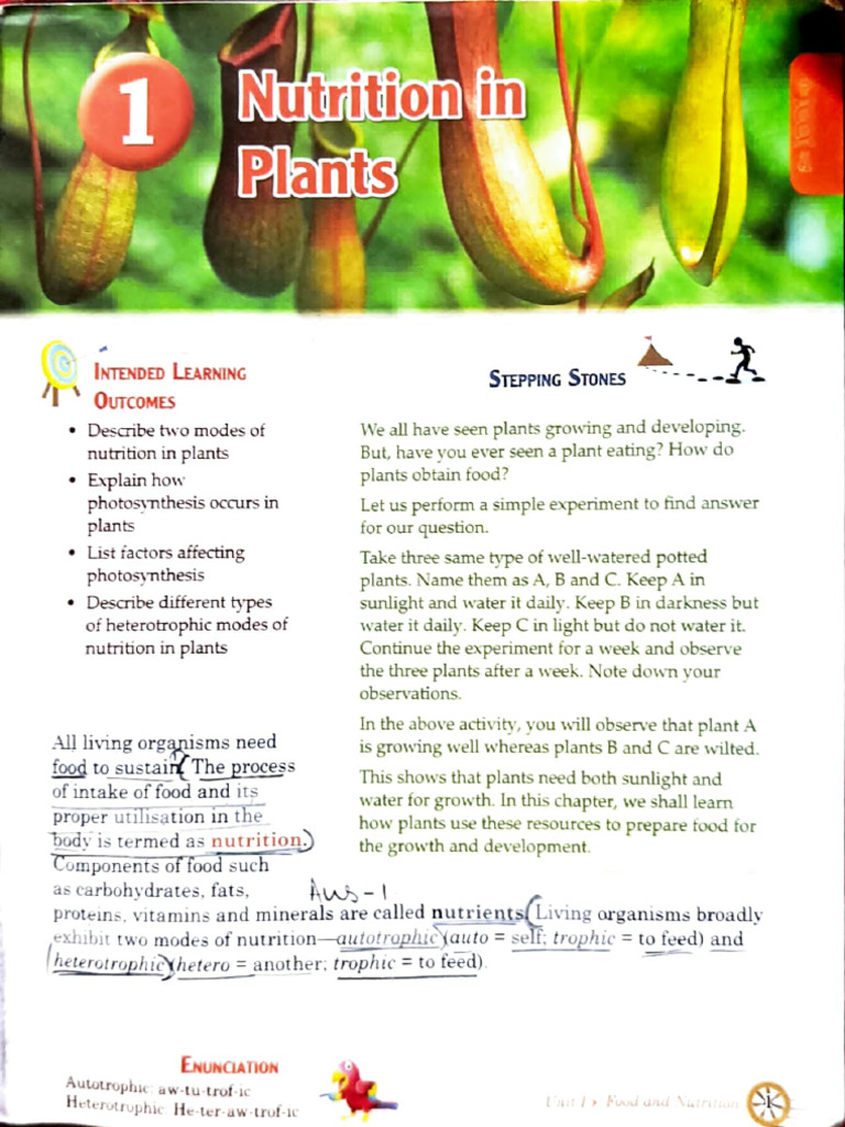 Chapter 1 Nutrition in Plants | PDF