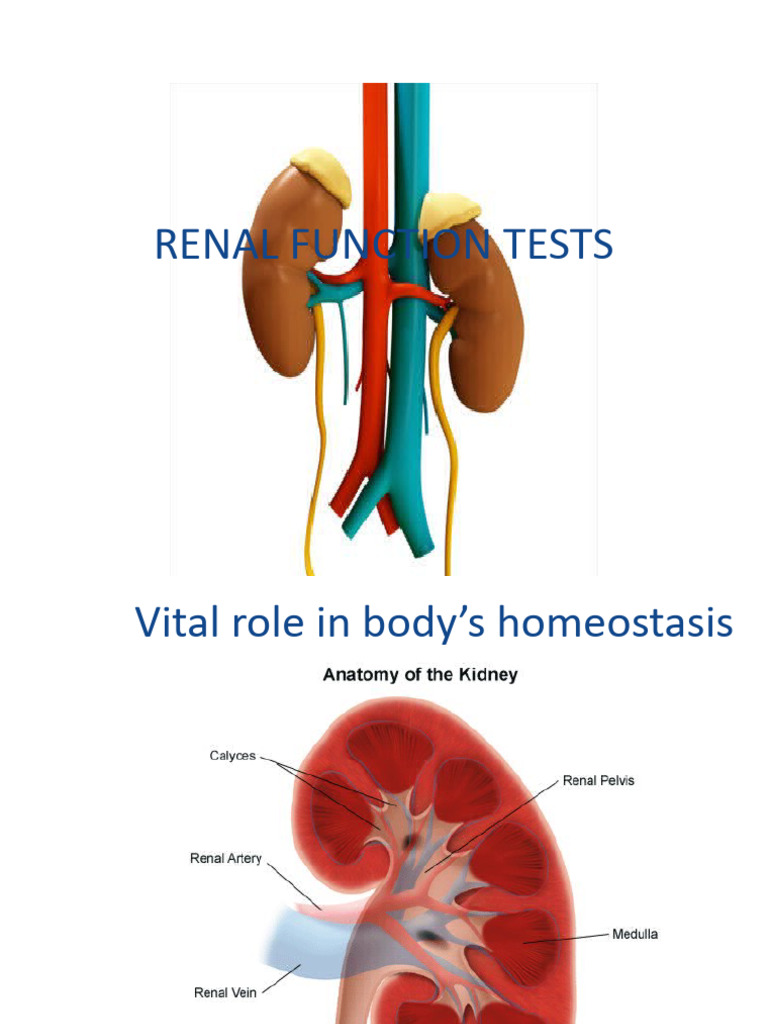 Renal Function Tests - Final Version | PDF | Creatinine | Kidney
