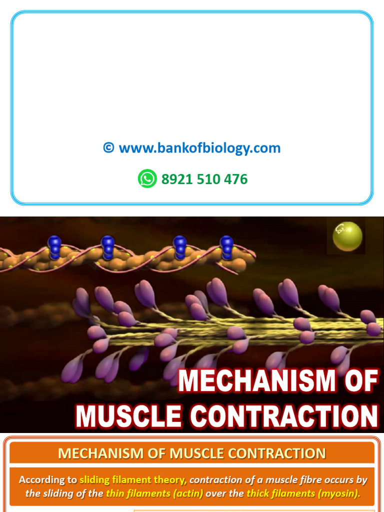 20 Locomotion N Movement PPT - Part 3 | PDF | Muscle Contraction | Cell ...