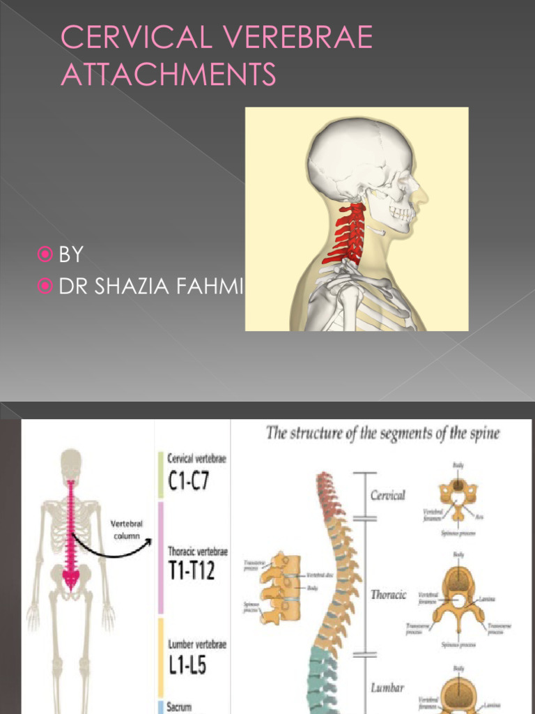Cervical Vertebrae Attachments Guide | PDF