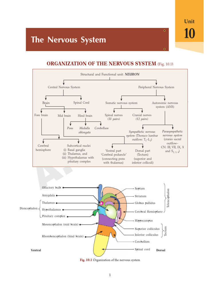 Unit 10 The Nervous System | PDF | Chemical Synapse | Synapse