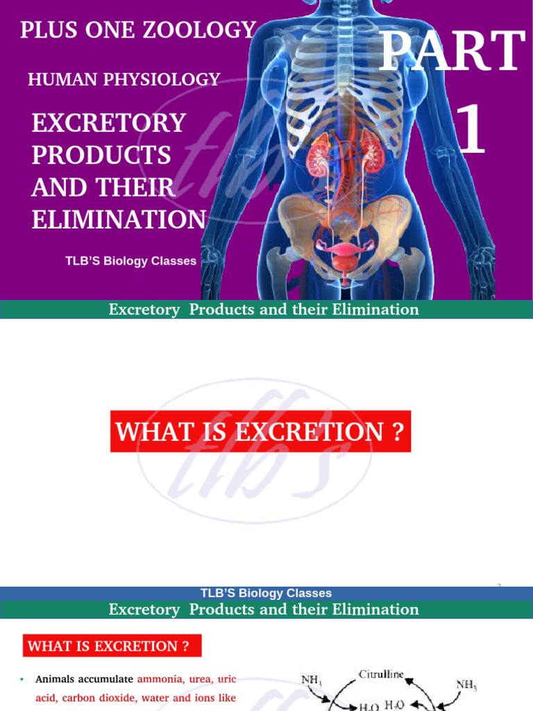 Excretion | PDF | Excretion | Angiotensin