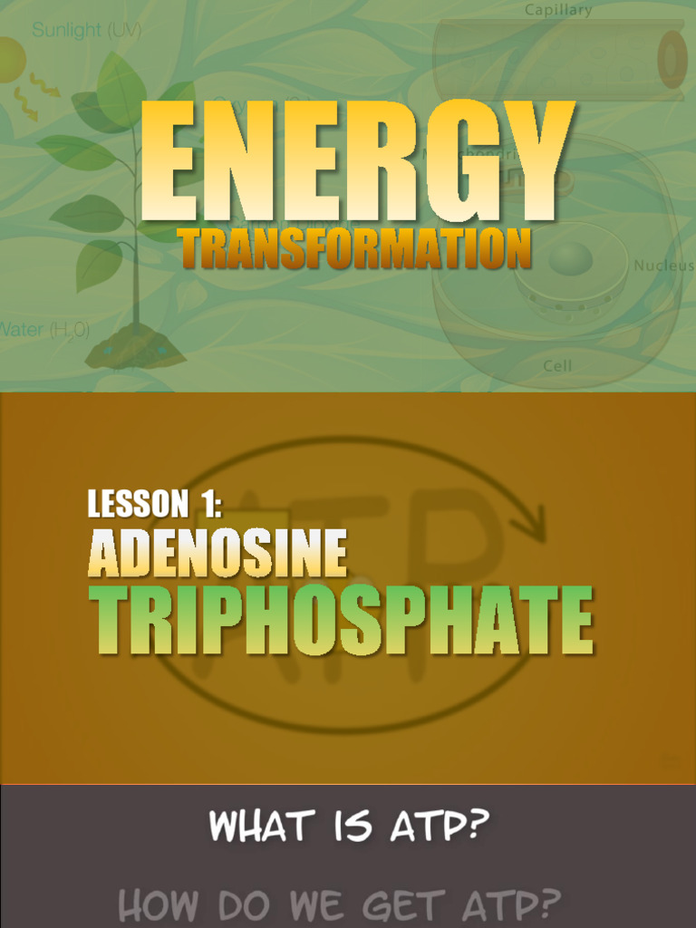 Energy Transformation | PDF | Adenosine Triphosphate | Electron Transport Chain