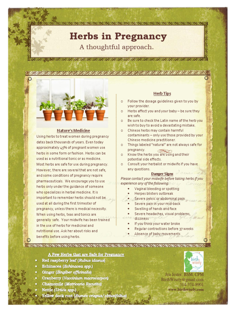 Herbs in Pregnancy Handout | PDF | Pregnancy | Midwifery