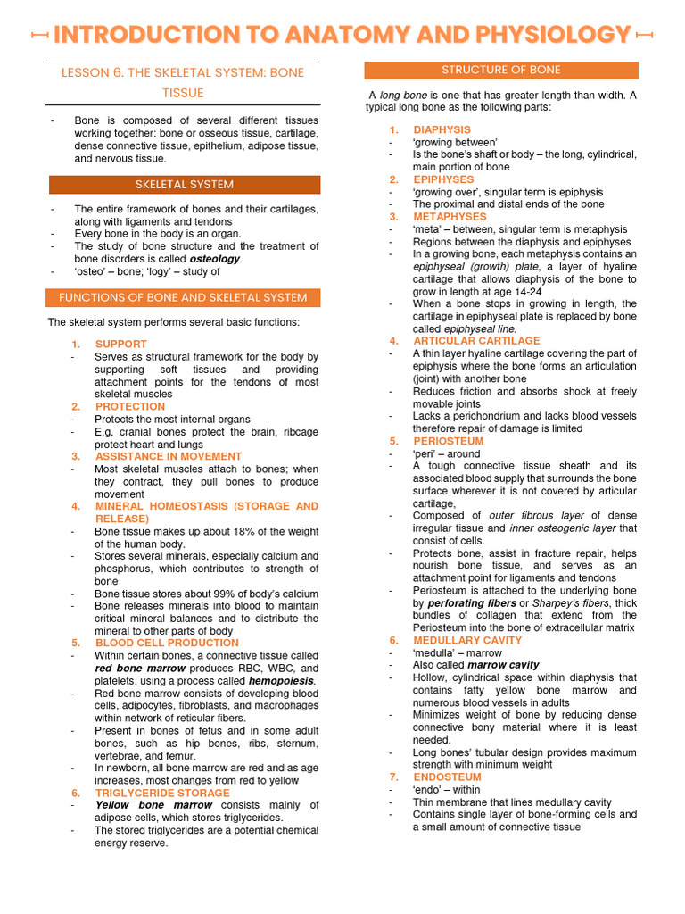 ANAPHY - Skeletal System | PDF | Bone | Osteoblast