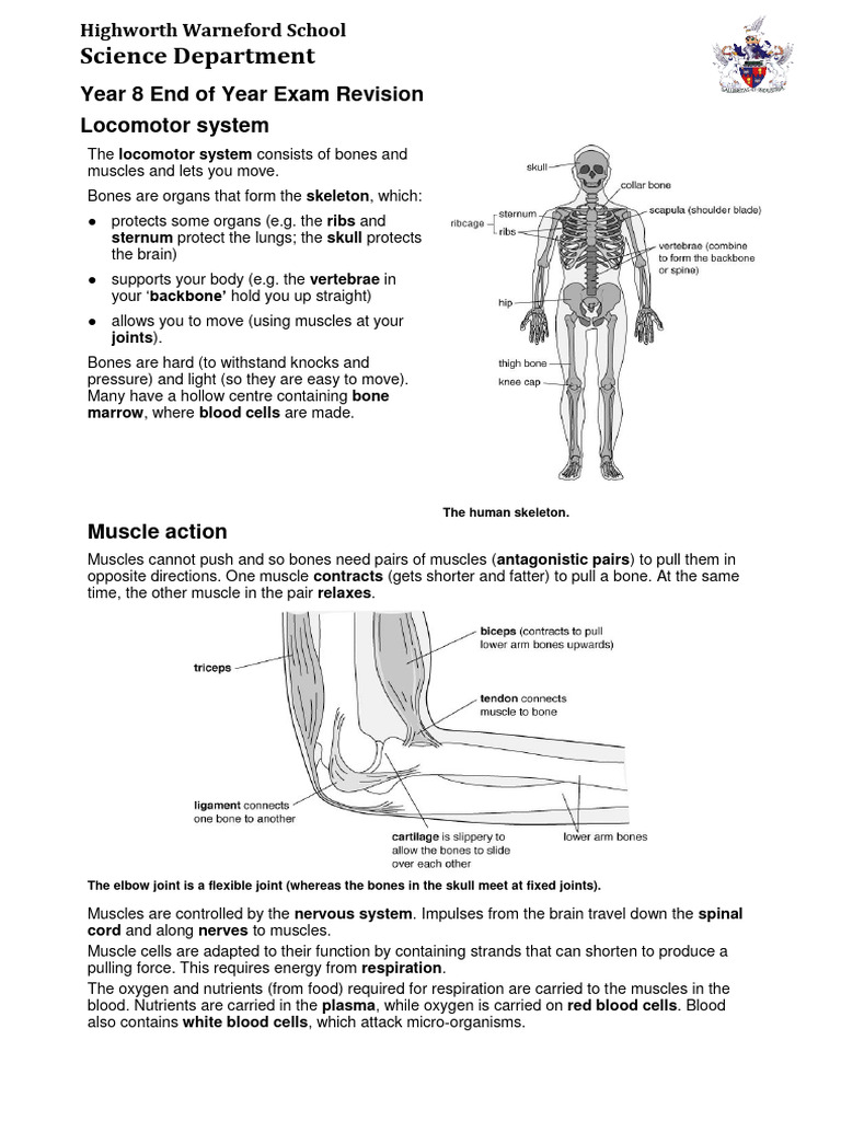 Science Year 8 EOY Exam Revision.190138291 | PDF | Fires | Combustion