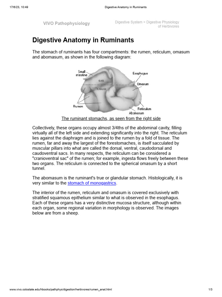 Digestive Anatomy in Ruminants | PDF | Ruminant | Morphology (Biology)