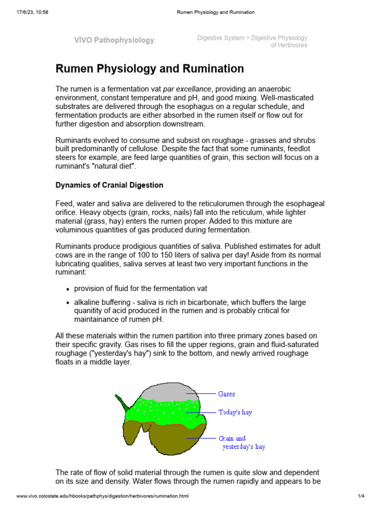 Rumen Physiology and Rumination | PDF | Ruminant