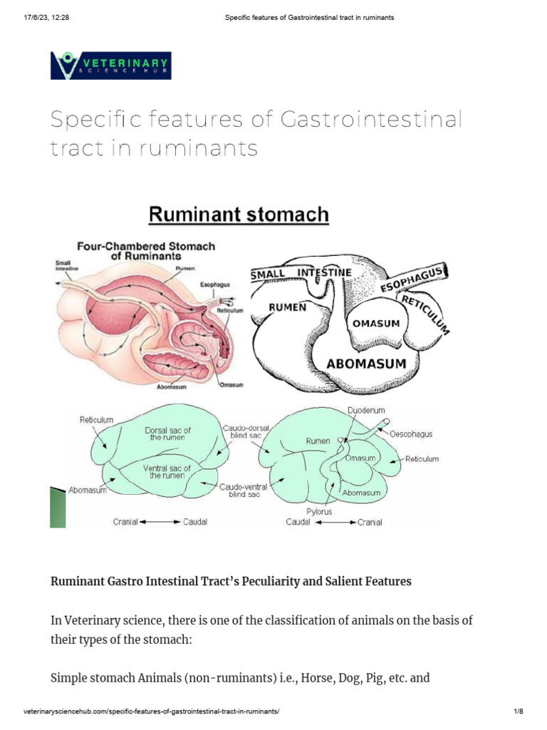 Specific Features of Gastrointestinal Tract in Ruminants | PDF ...