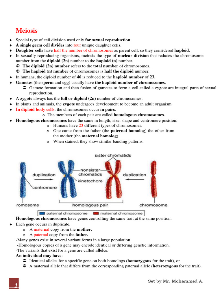 Meiosis and Practice Question | PDF | Meiosis | Ploidy