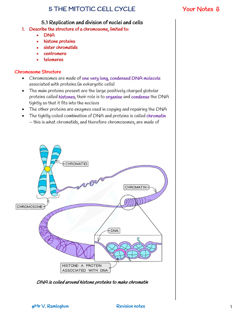 The Mitotic Cell Cycle | PDF | Mitosis | Cell Potency