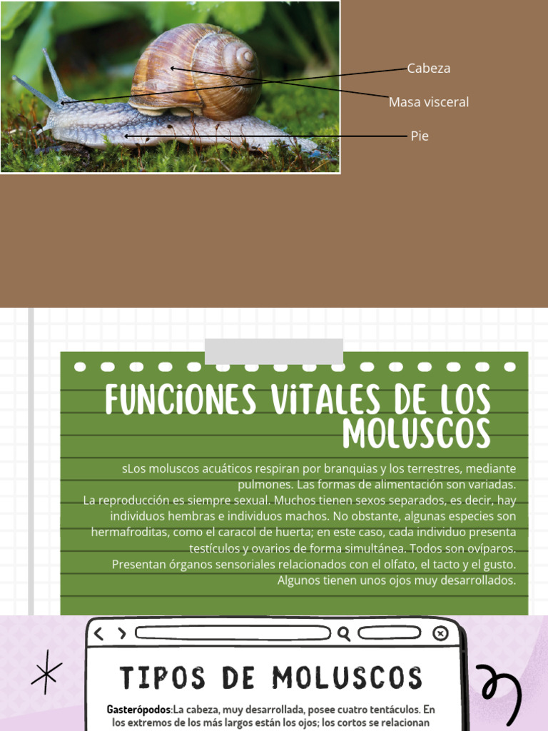 Características Vitales de los Moluscos | PDF
