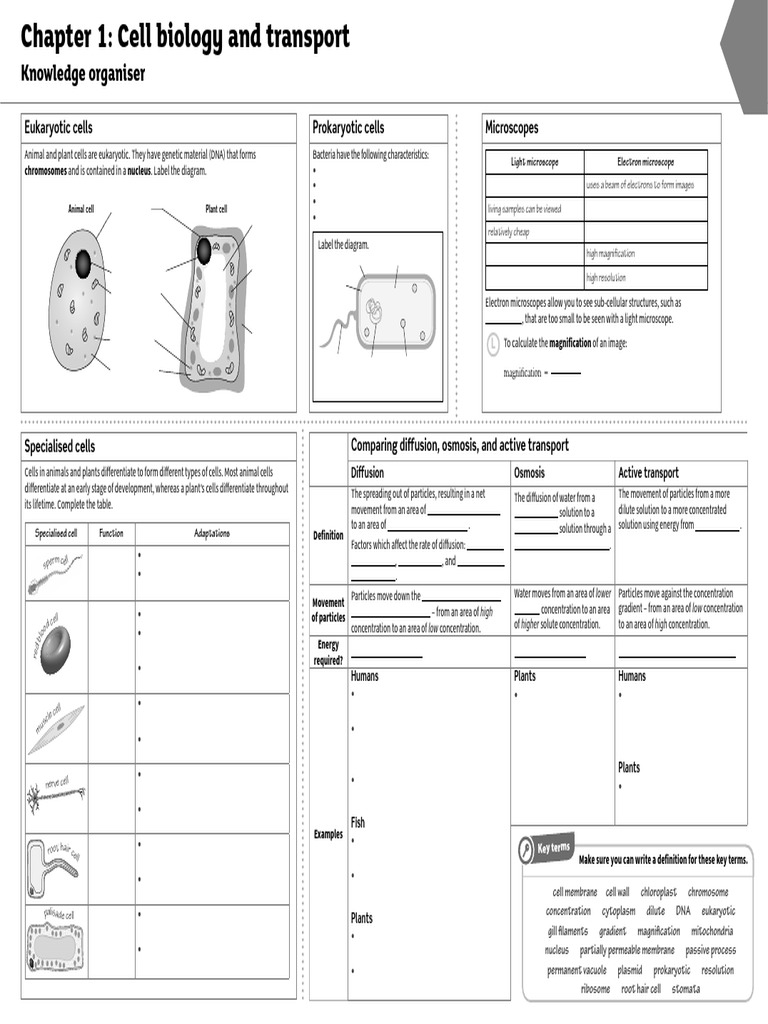 Knowledge Organiser: Eukaryotic Cells Prokaryotic Cells Microscopes ...