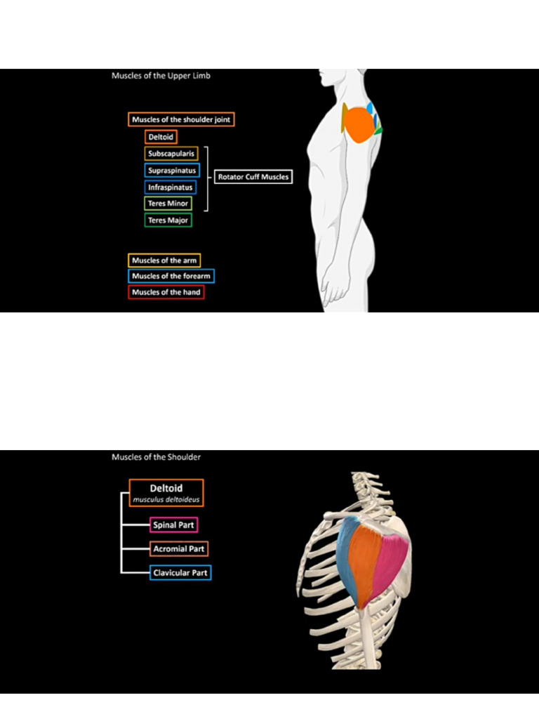 Masle of Scapular Region | PDF