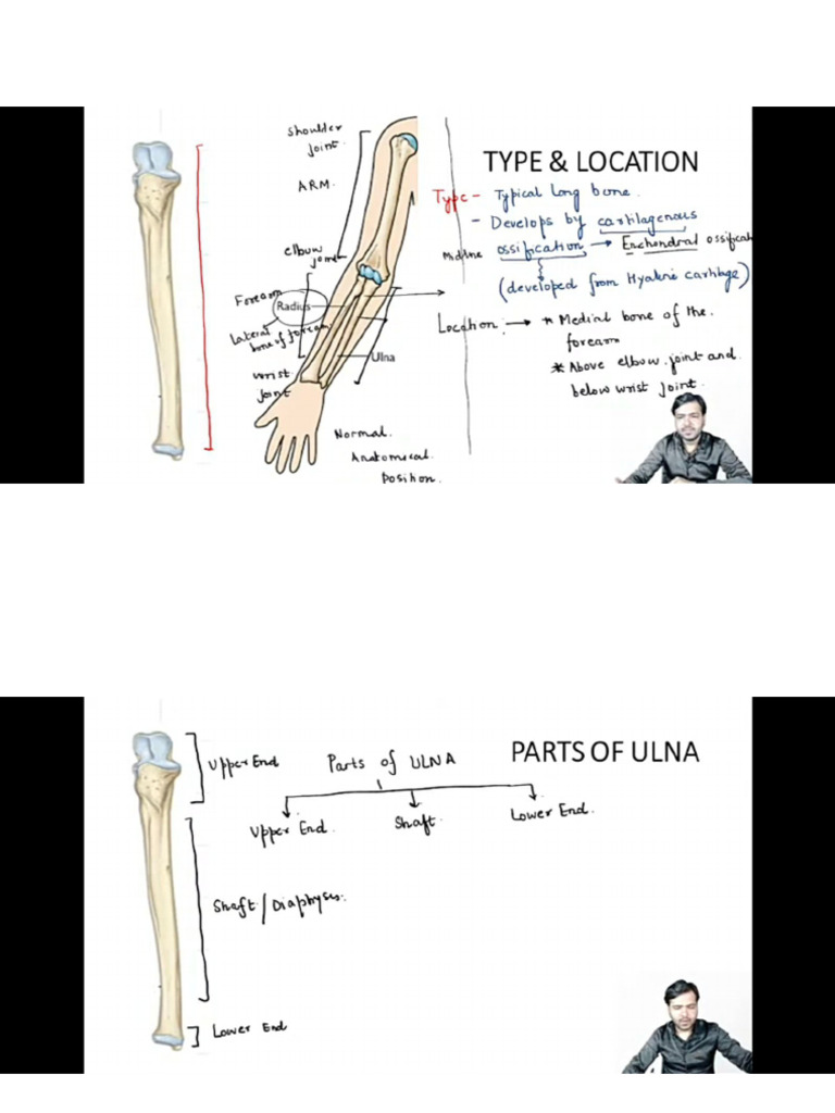 Ulna | PDF