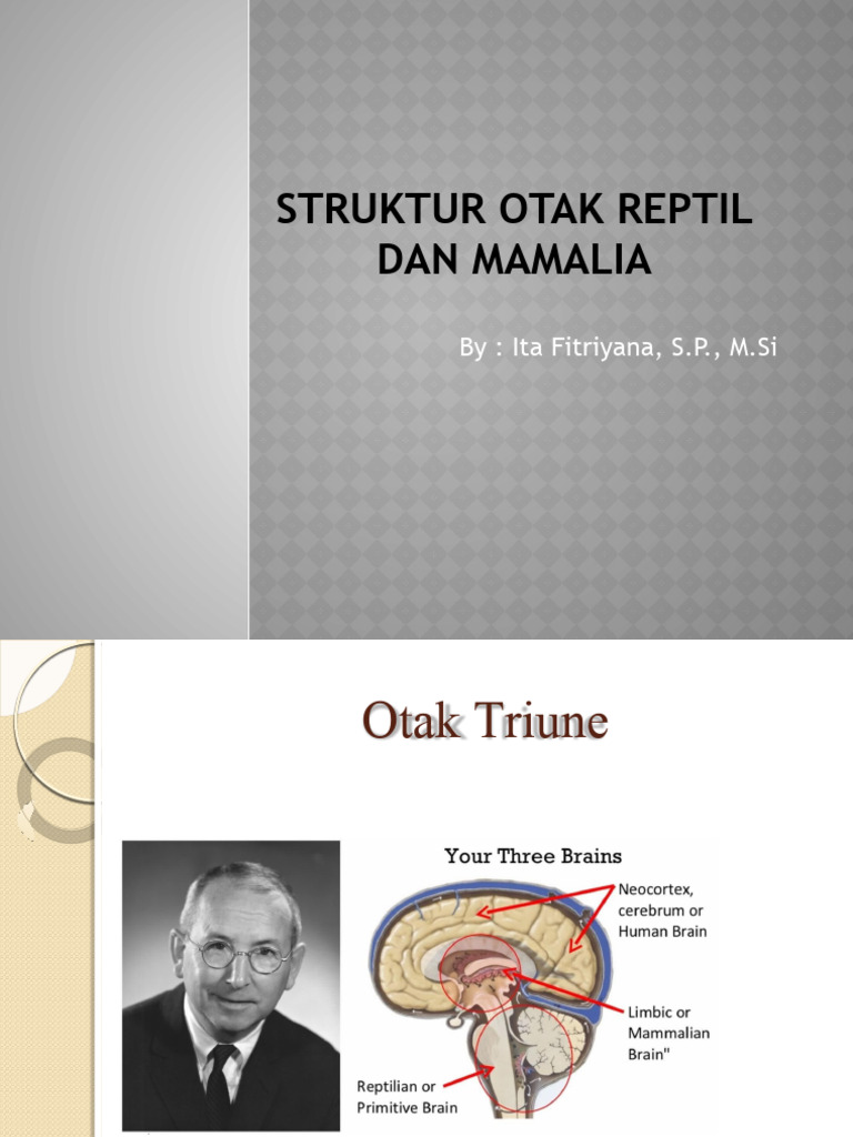 Struktur Otak Reptil Dan Mamalia | PDF | Filsafat