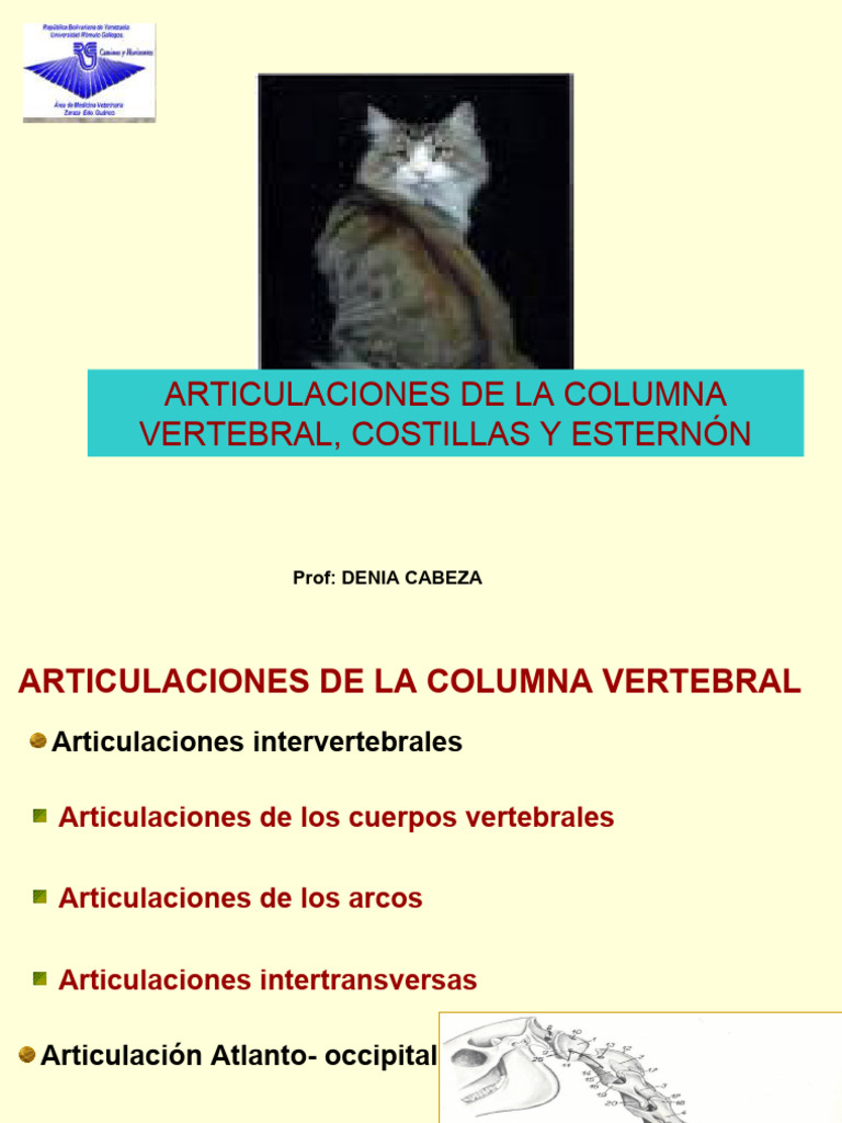 Art Icu Laci Ones Column A | PDF | Tórax | Articulación