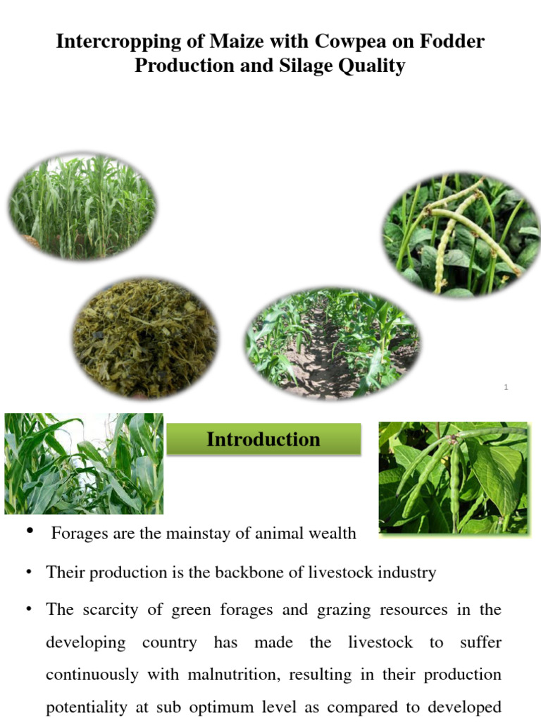 Intercropping of Maize With Cowpea On Fodder Production and Silage ...