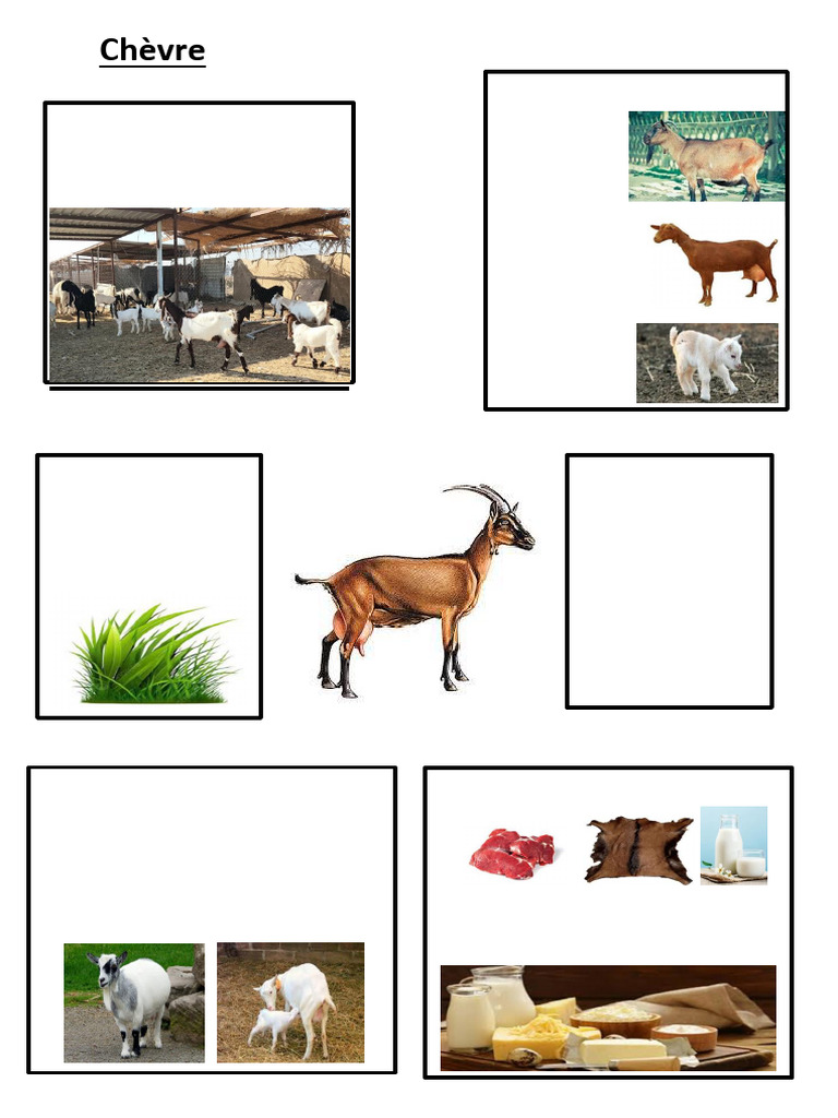Chèvre | PDF