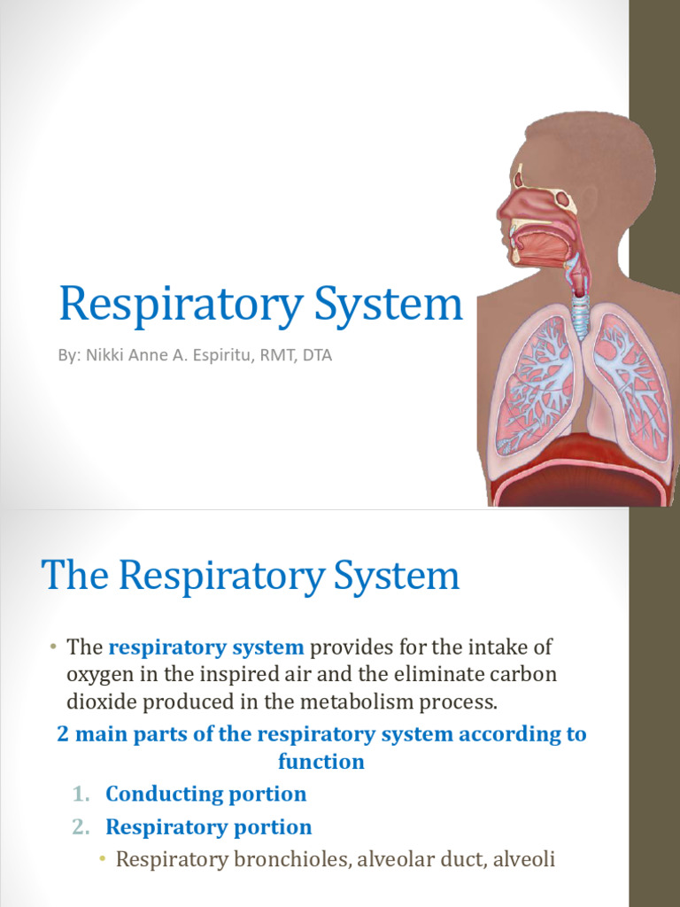 Respiratory System | PDF