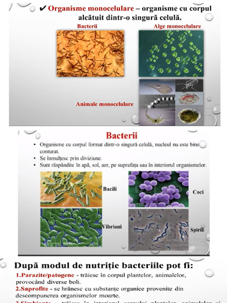 cl6 - Organisme UNICELULARE | PDF