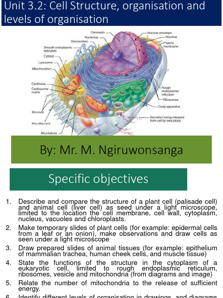 Cell Structure and Organisation Grade 10 Updated | PDF | Osmosis ...
