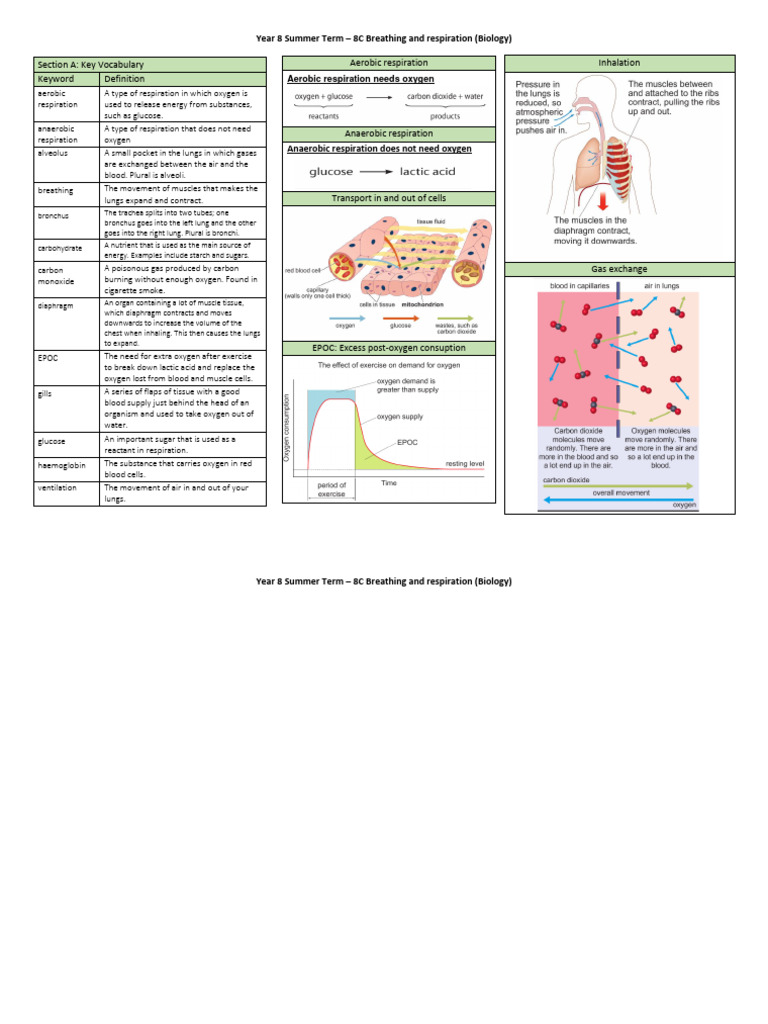 Year 8 Biology: Breathing Basics | PDF | Respiratory System | Lung