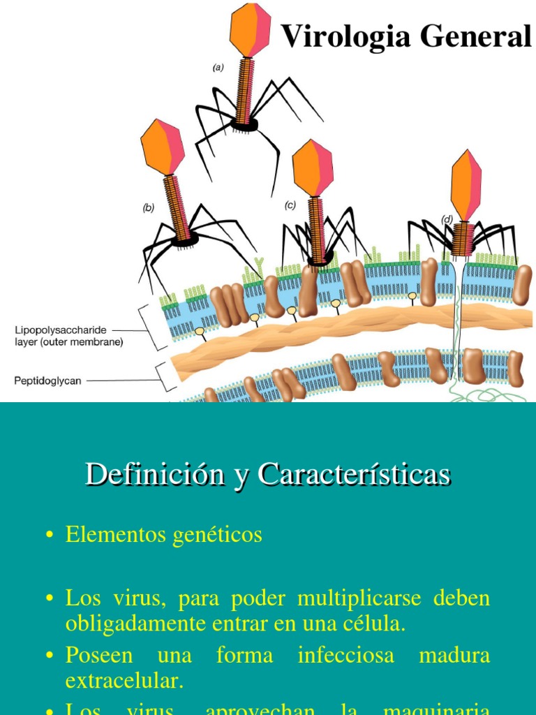 Virología: Definición y Clasificación | PDF | Virus | Hepatitis