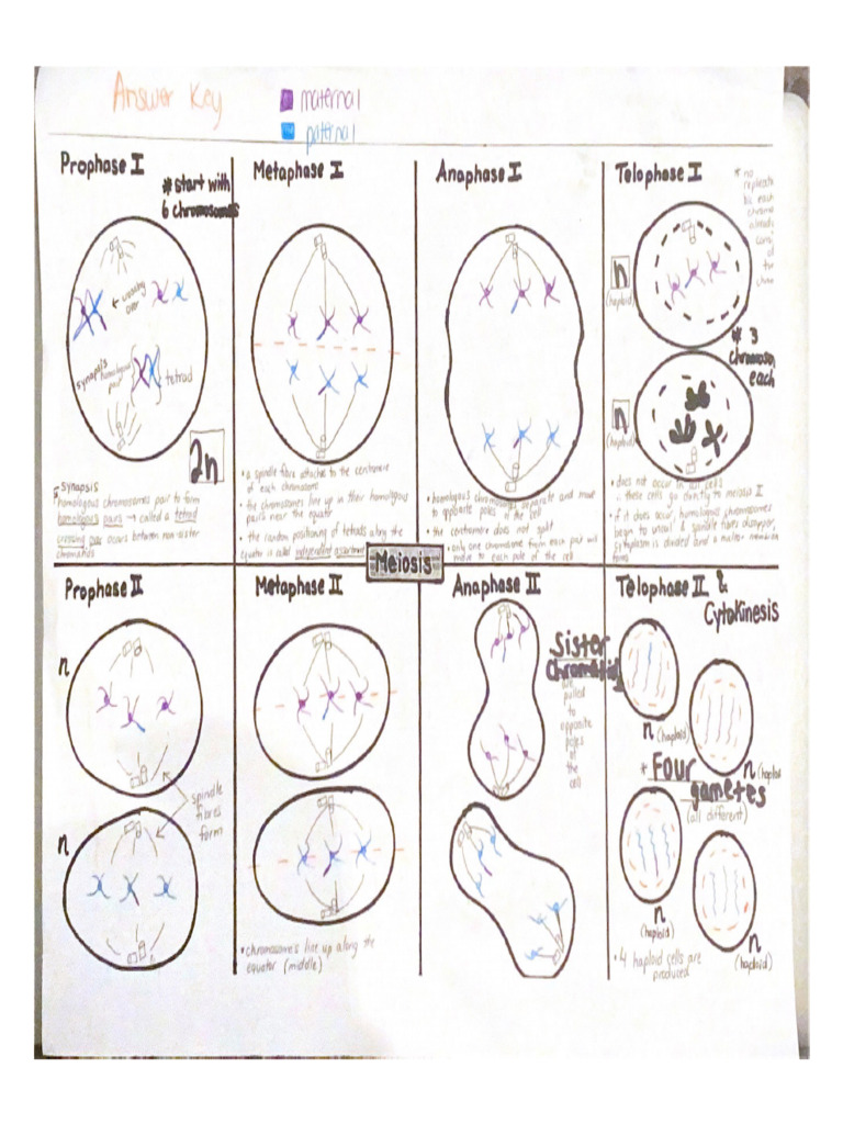 3 - Meiosis Drawing Worksheet - Answer Key | PDF