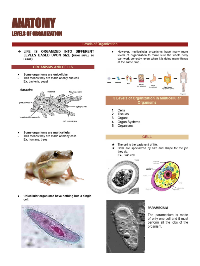 Levels of Organization | PDF | Tissue (Biology) | Human Body