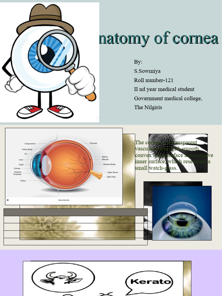 Anatomy Of Cornea 2 Pdf Cornea Epithelium