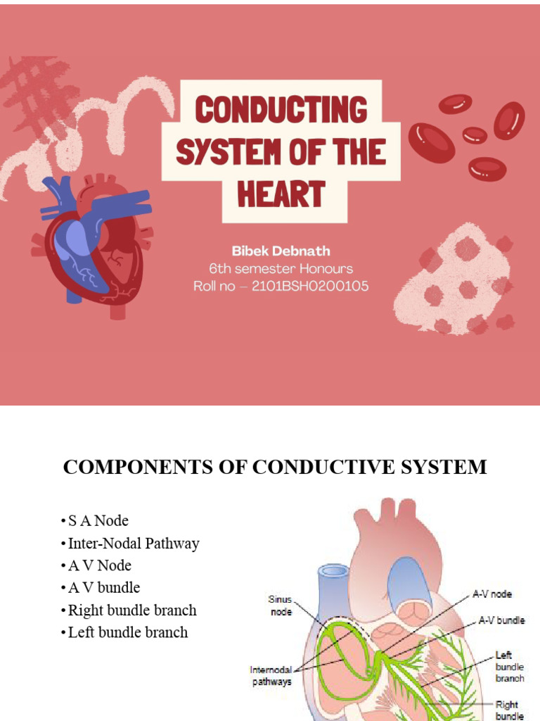 Heart's Electrical Conduction System | PDF | Atrium (Heart ...