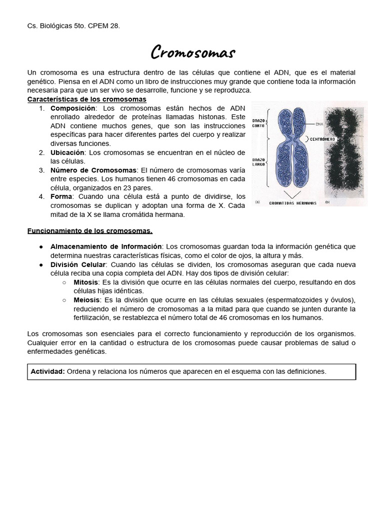 Cromosomas | PDF | Cromosoma | Gene