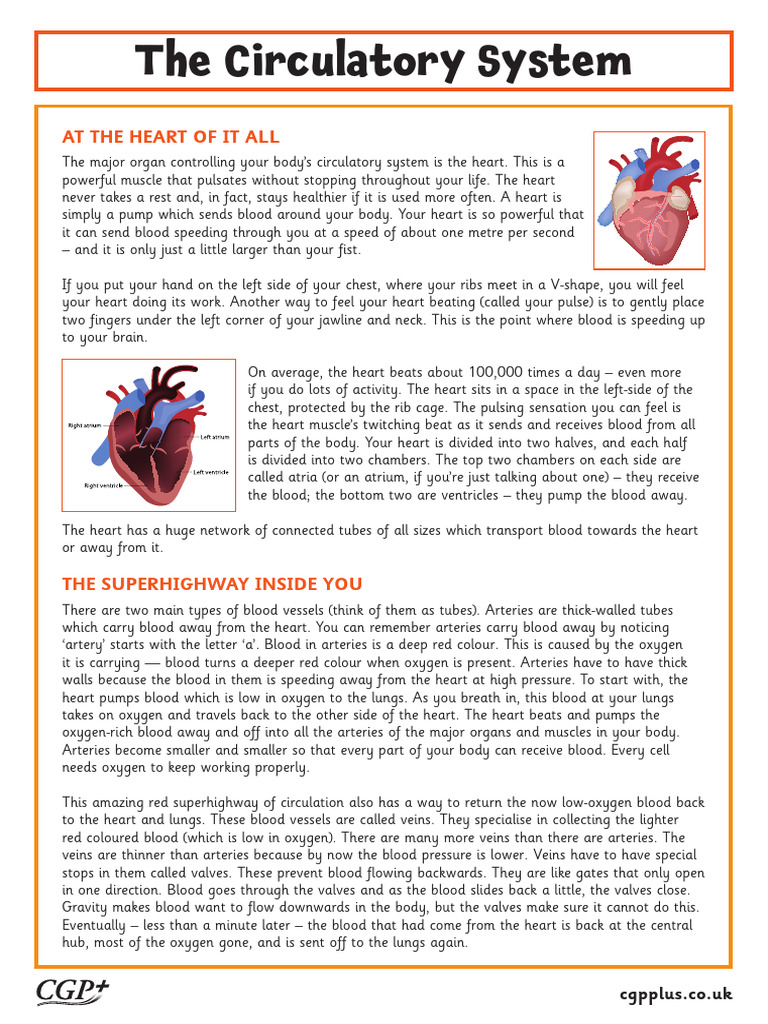 The Circulatory System Comprehension Higher | PDF | Heart | Vein