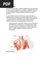 Músculos Del Torso | PDF | Sistema musculoesquelético | Anatomía humana