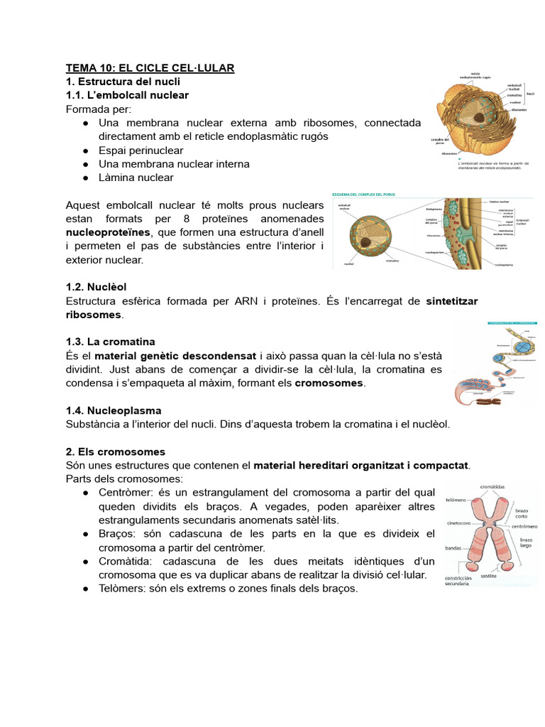 Tema 10 - El Cicle Cel Lular | PDF