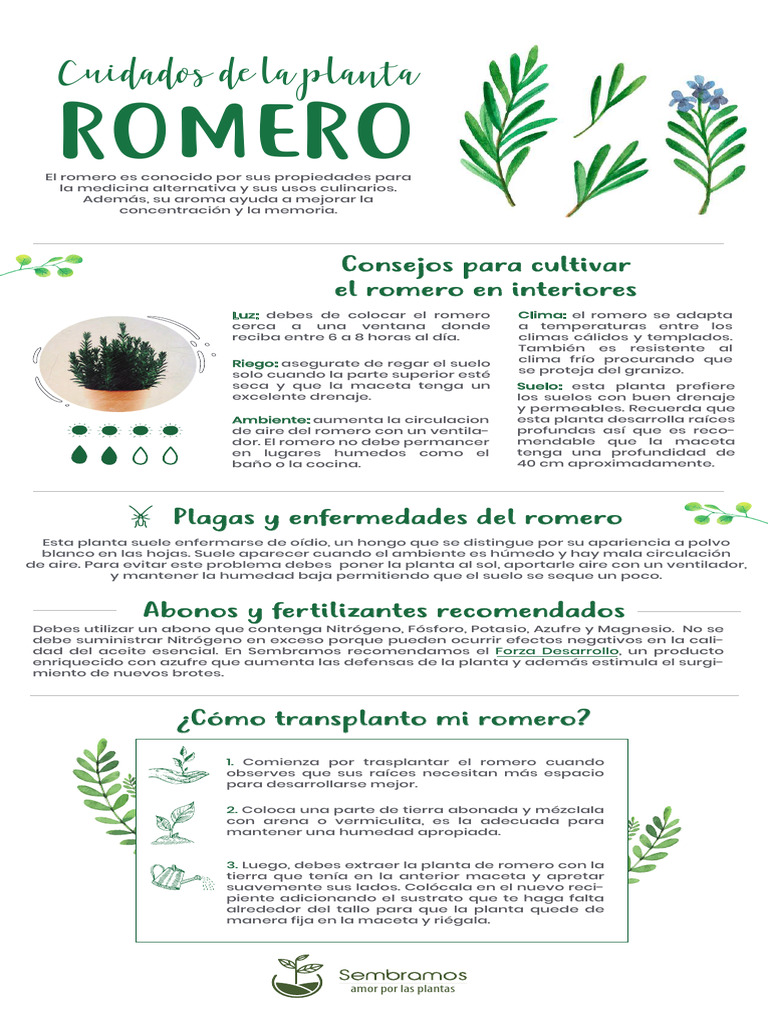 Cuidados esenciales del romero | PDF | Fertilizante | Plantas
