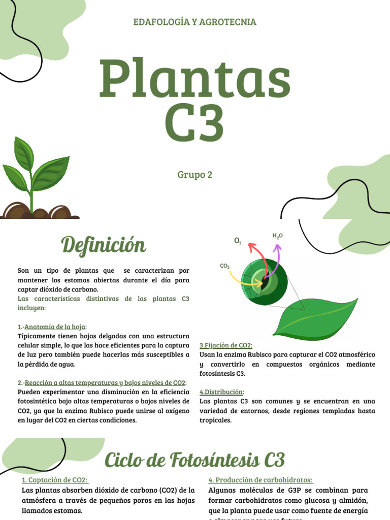 Plantas C3 - Grupo 2 | PDF | Fotosíntesis | Plantas