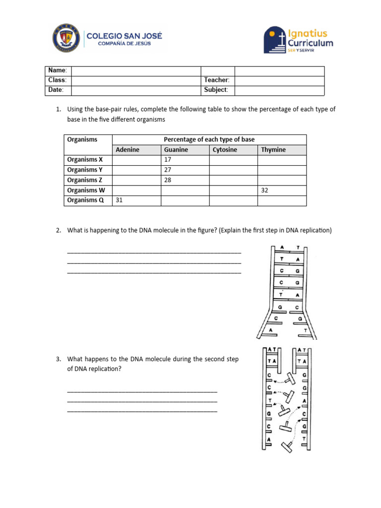 AC DNA Replication Worksheet | PDF | Dna | Dna Replication