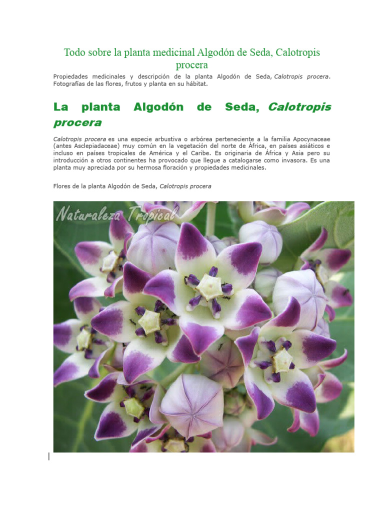 Todo sobre la planta medicinal Algodón de Seda | PDF | Tallo de la ...